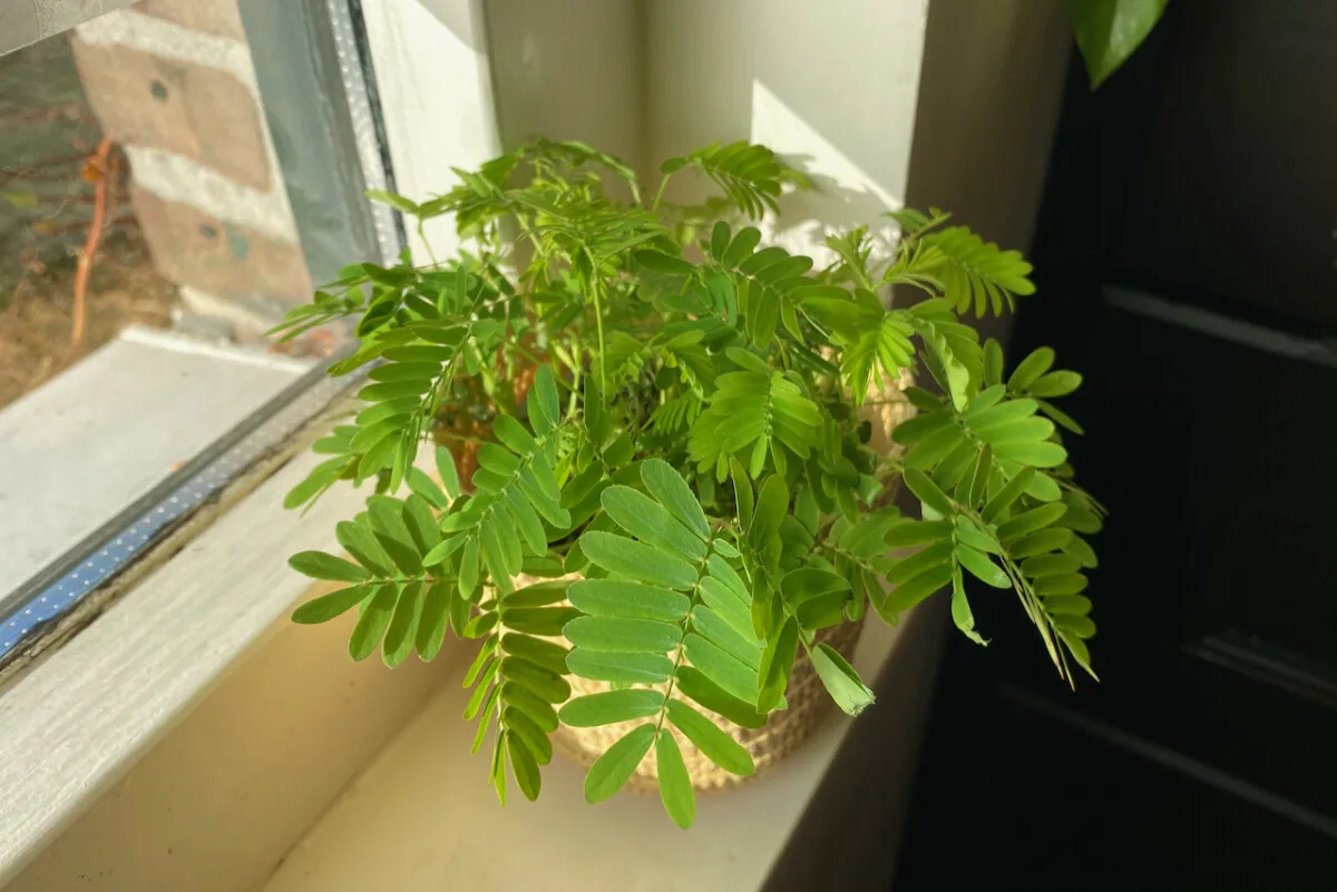 How to Care for the Sensitive Plant (Mimosa Pudica) - The Houseplant ...
