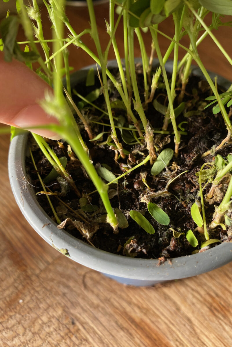 How to Care for the Sensitive Plant (Mimosa Pudica) - The Houseplant ...