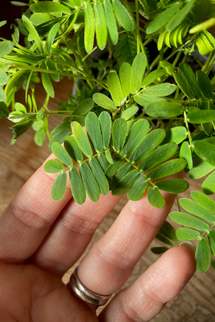 How to Care for the Sensitive Plant (Mimosa Pudica) - The Houseplant ...