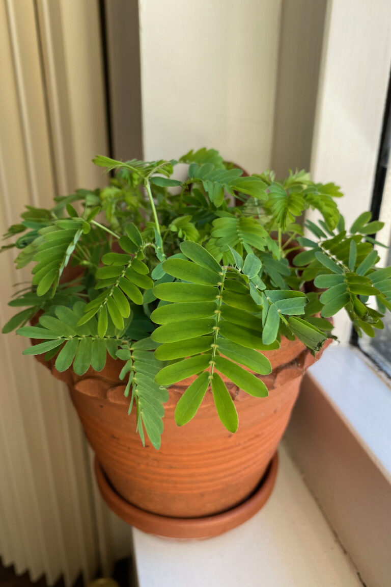 How to Care for the Sensitive Plant (Mimosa Pudica) - The Houseplant ...