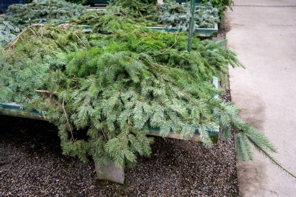 10 Ways to Use Evergreen Cuttings to Decorate for Christmas
