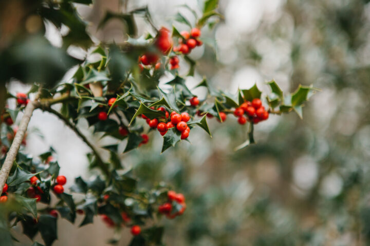 10 Ways to Use Evergreen Cuttings to Decorate for Christmas