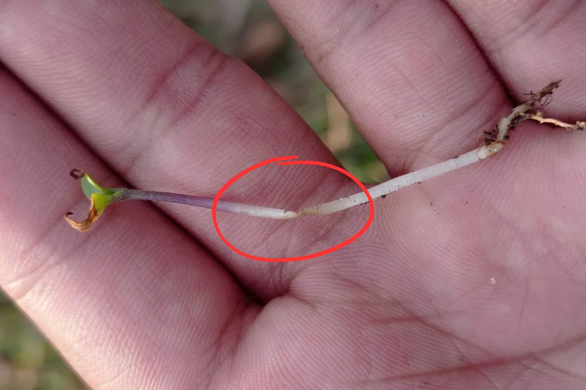 Prevent Damping Off: The Hidden Danger That Can Kill All Your Seedlings