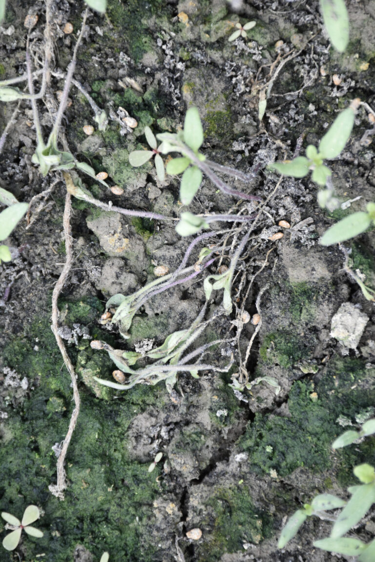 Prevent Damping Off: The Hidden Danger That Can Kill All Your Seedlings