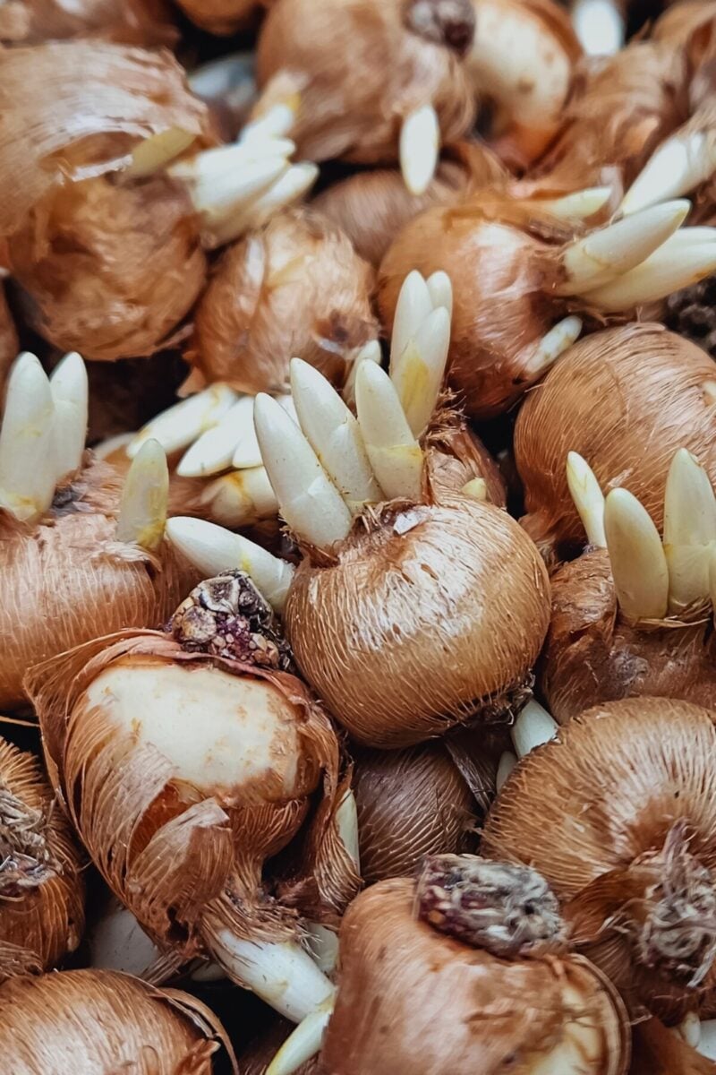 Help! I Forgot to Plant My Bulbs Last Fall – Do This Right Now