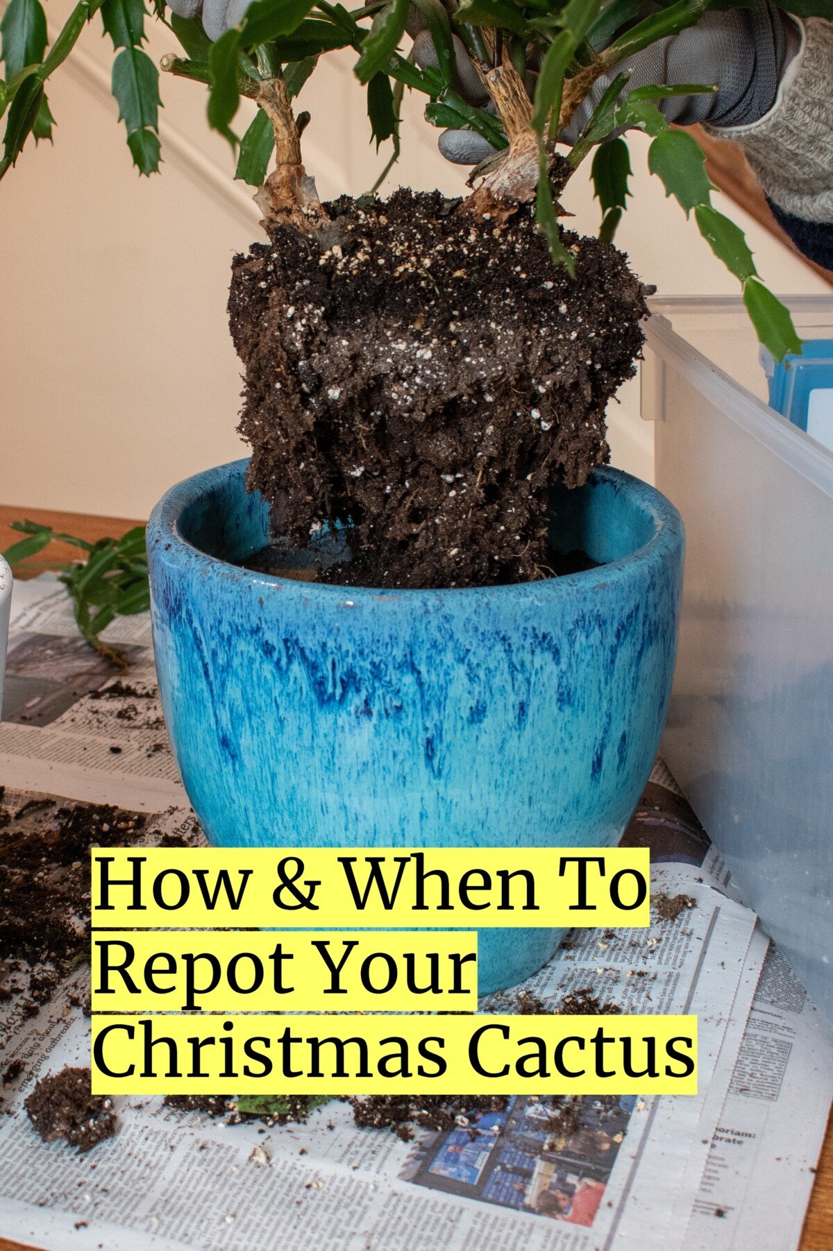 How & When to Repot a Christmas Cactus