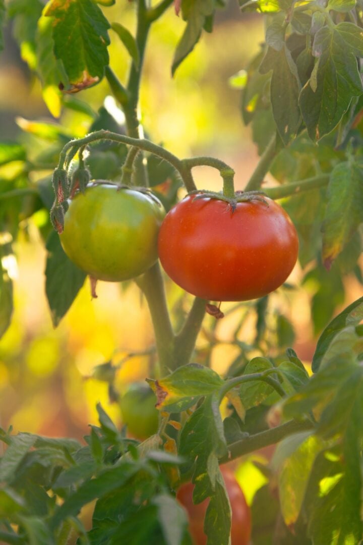 Oregon Spring – a Closer Look At a Perfect Short-Season Tomato