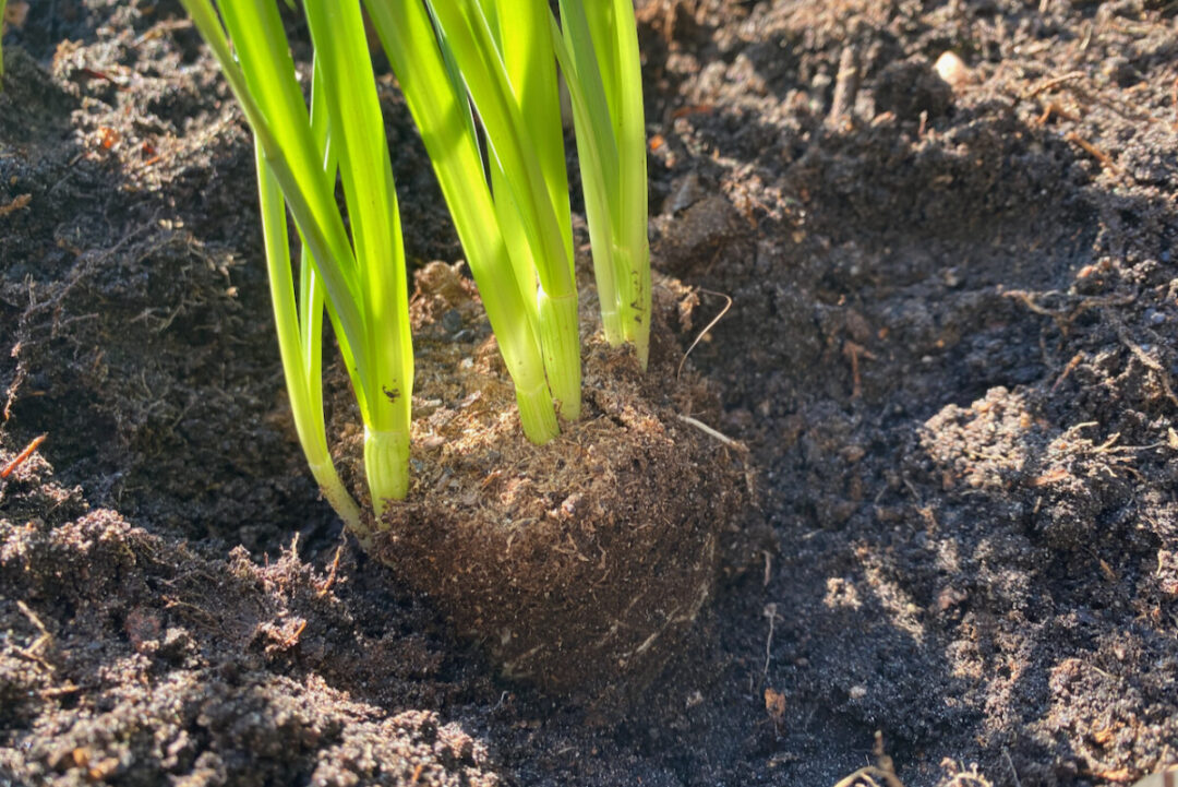 How to Plant Spring Bulbs 'In the Green' for an Instant Carpet of Color