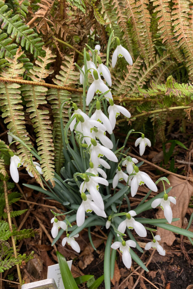 How to Plant Spring Bulbs 'In the Green' for an Instant Carpet of Color