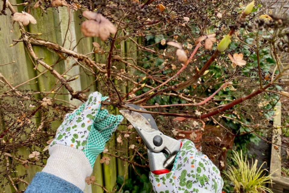 How to Prune Hydrangeas in Late Winter (No Matter What Type You Have)