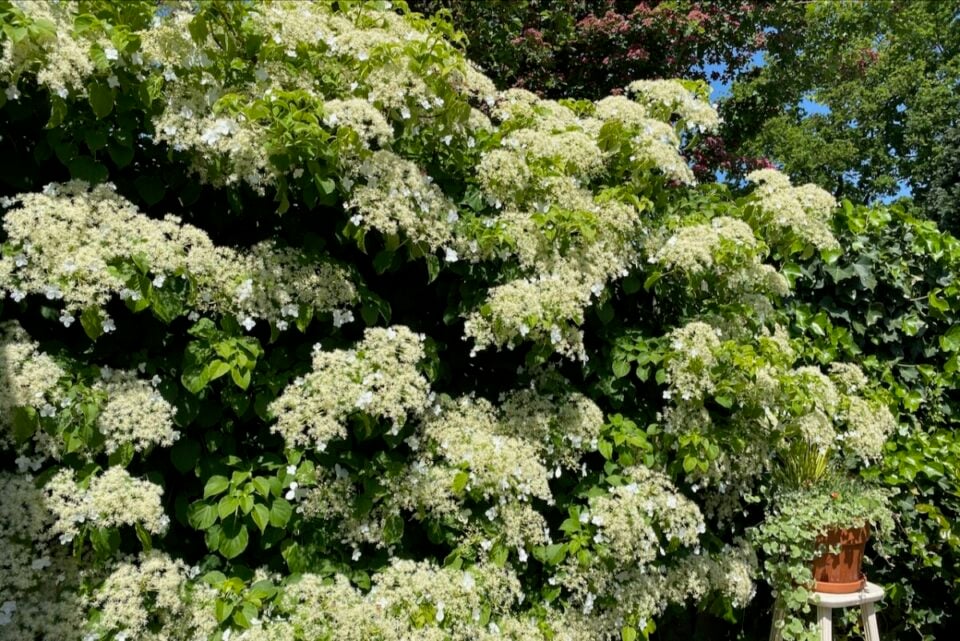 How to Prune Hydrangeas in Late Winter (No Matter What Type You Have)