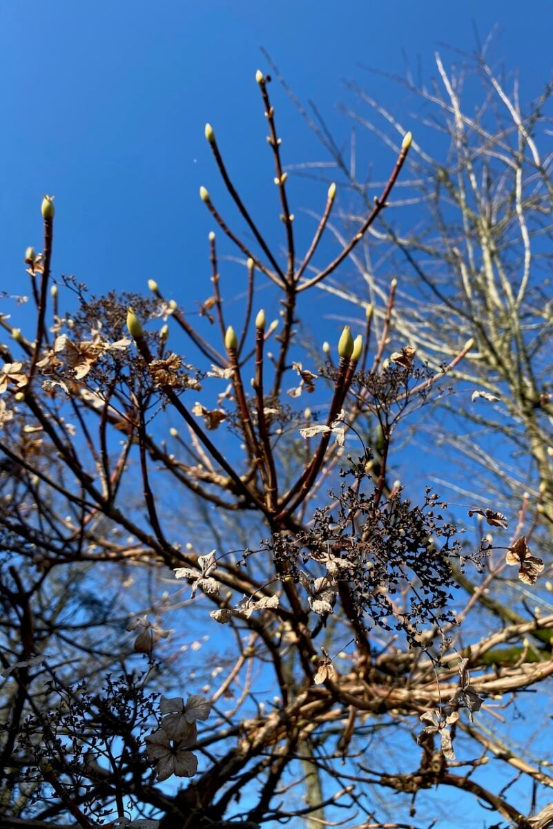 How to Prune Hydrangeas in Late Winter (No Matter What Type You Have)