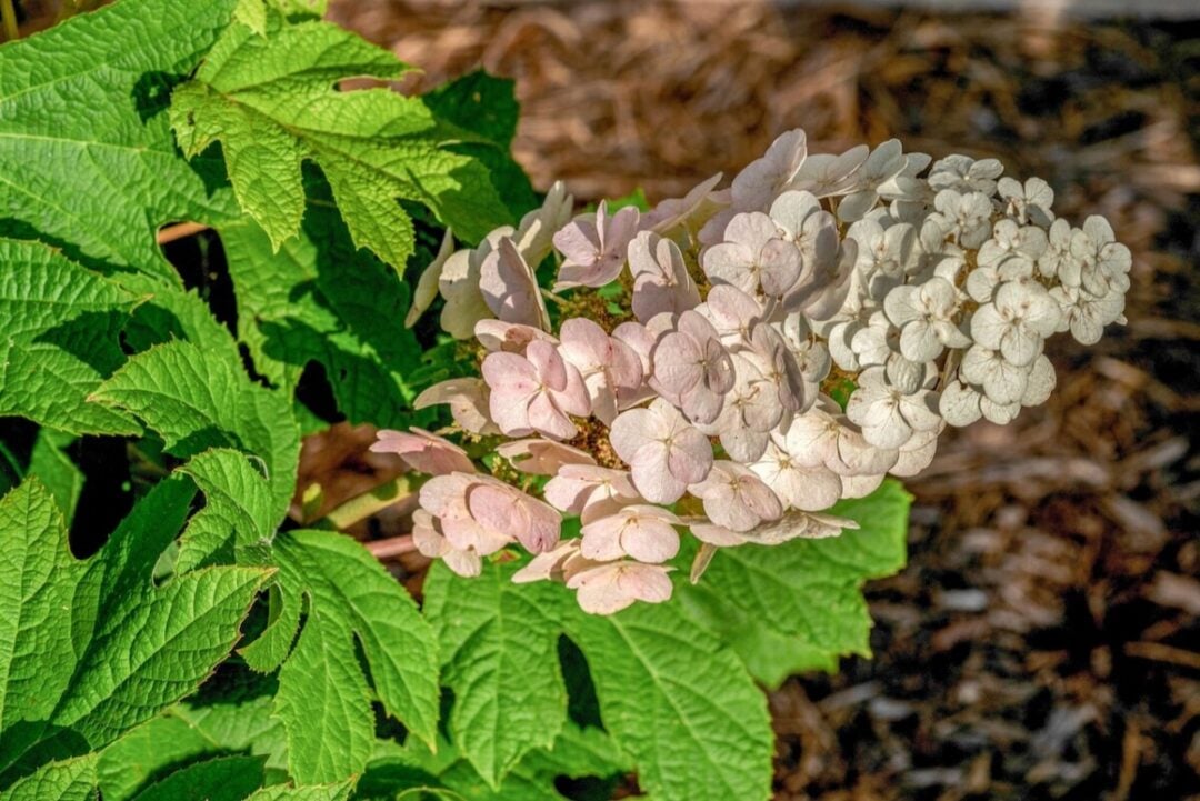 How to Prune Hydrangeas in Late Winter (No Matter What Type You Have)