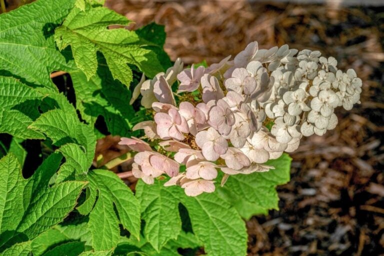 How to Prune Hydrangeas in Late Winter (No Matter What Type You Have)