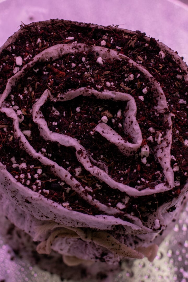 The Snail Seed-Starting Method - A Clever Way to Save Space and Money