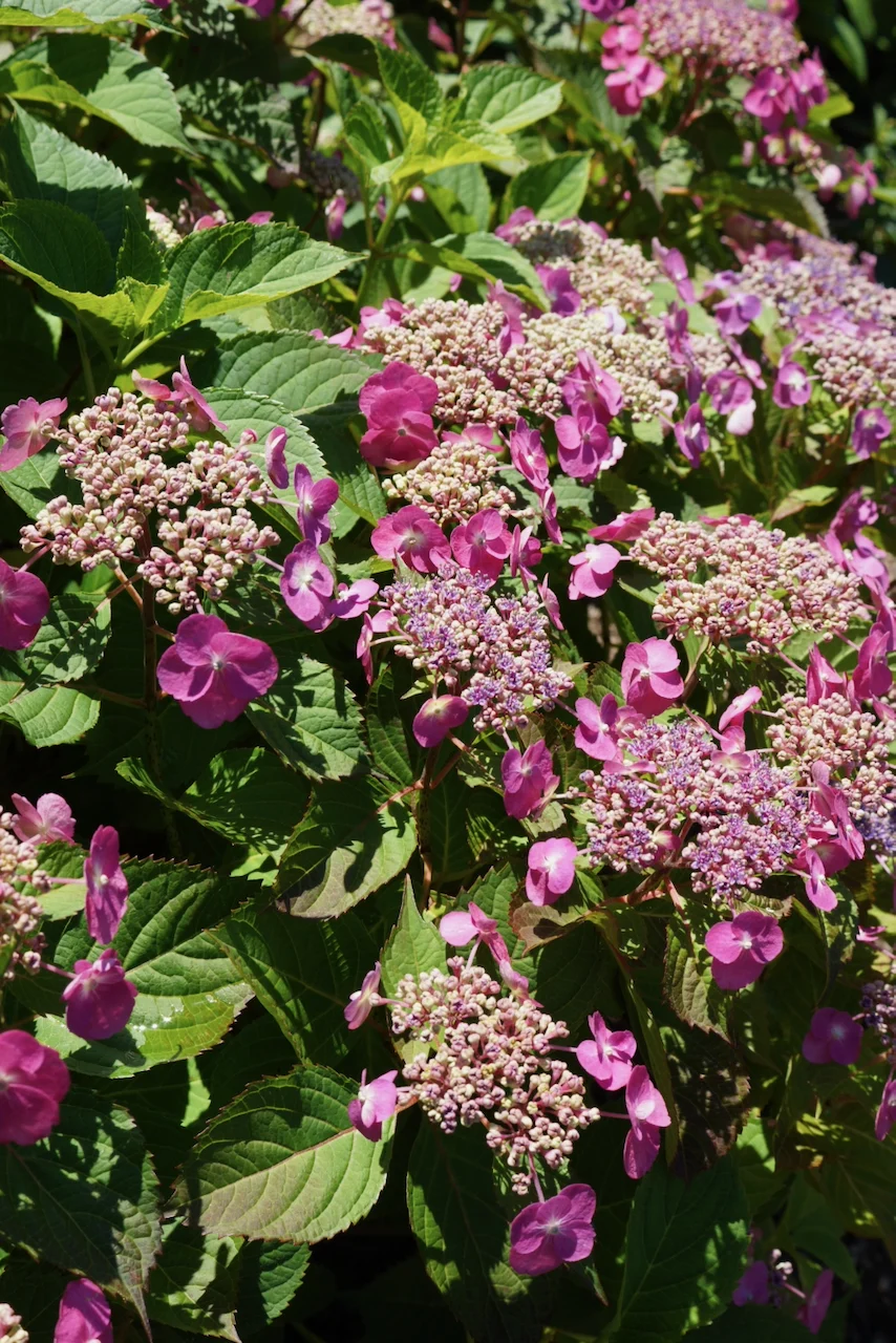 Love Hydrangeas? These Hydrangeas Will Rebloom For Endless Flowering