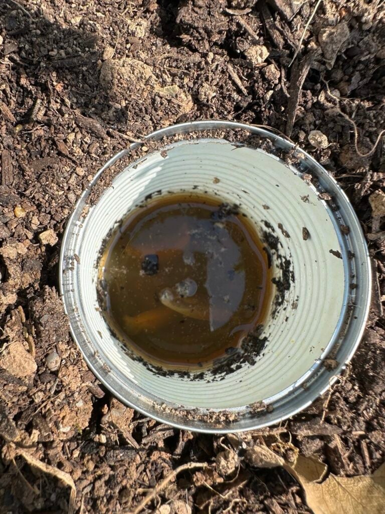 How To Use Beer Traps to Catch Slugs – & The Big Mistake to Avoid