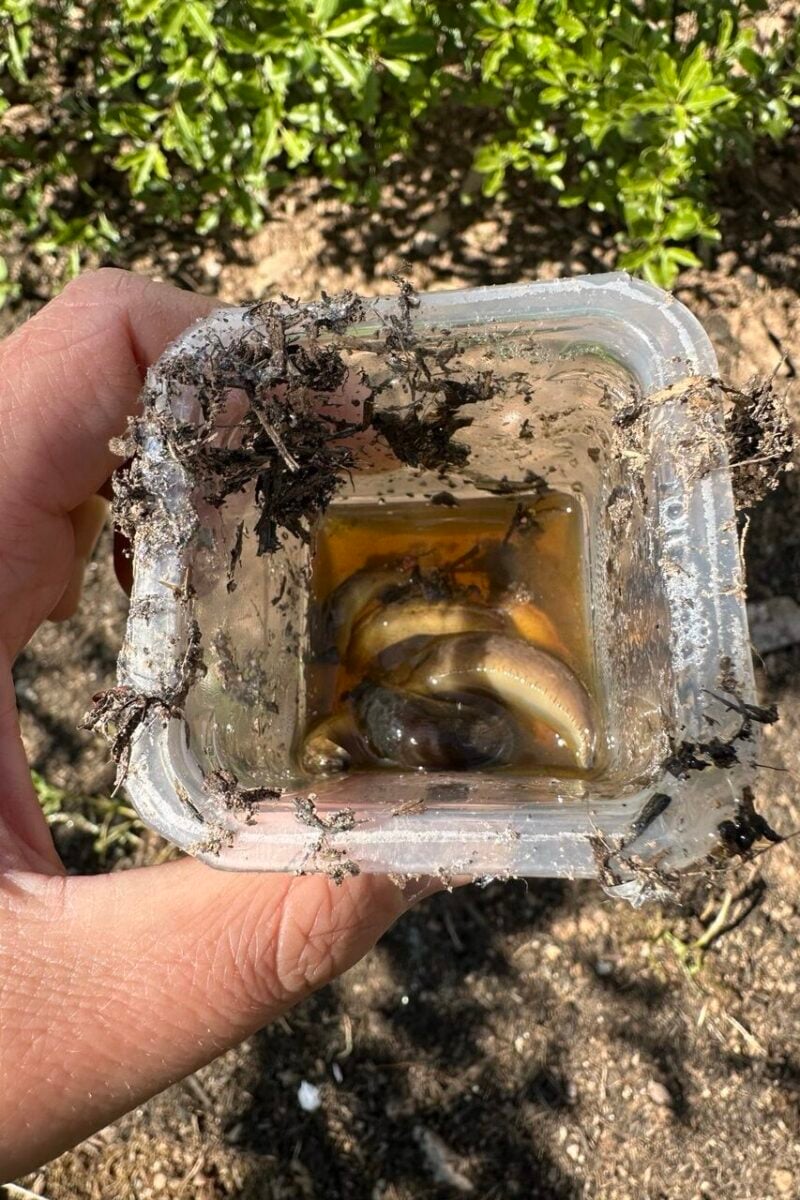 How To Use Beer Traps to Catch Slugs – & The Big Mistake to Avoid