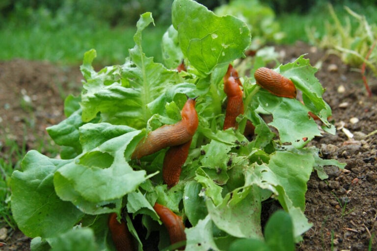 How To Use Beer Traps to Catch Slugs – & The Big Mistake to Avoid