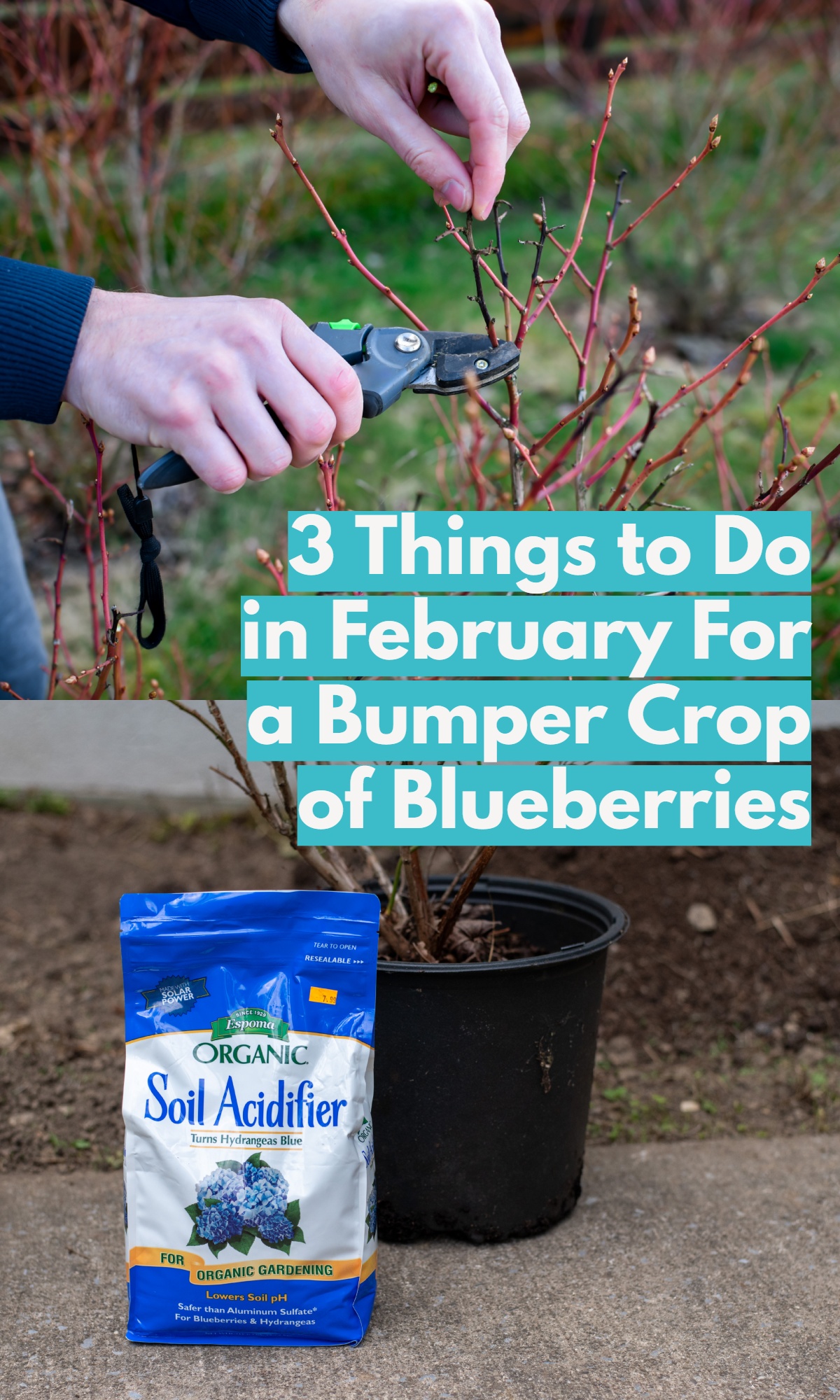 3 Things to Do in February For a Bumper Crop of Blueberries