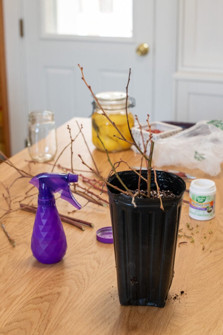 How to Propagate Blueberries In Late Winter For Endless New Plants