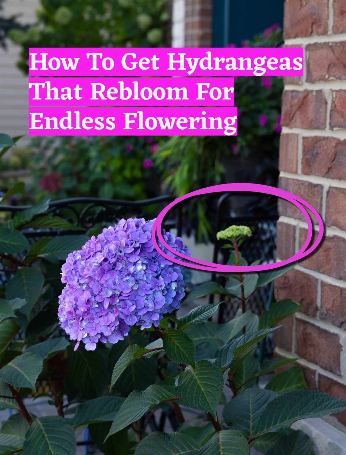 Love Hydrangeas? These Hydrangeas Will Rebloom For Endless Flowering