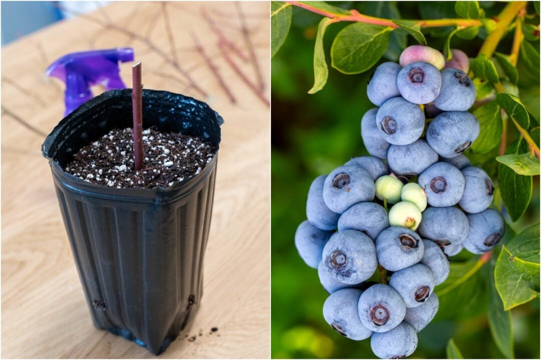 How to Propagate Blueberries In Late Winter For Endless New Plants