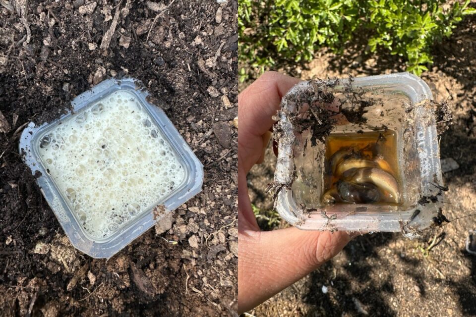 How To Use Beer Traps to Catch Slugs – & The Big Mistake to Avoid