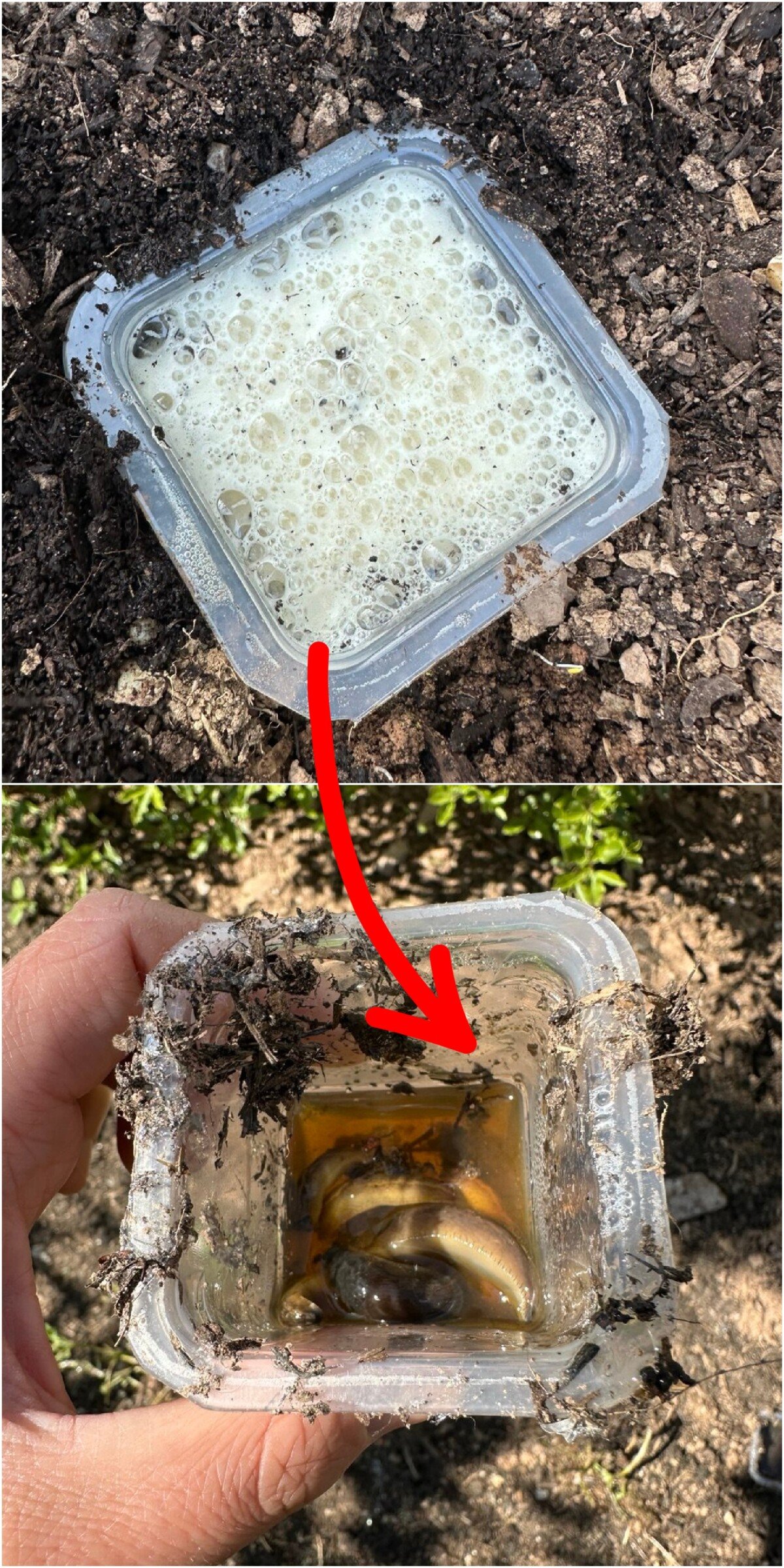 How To Use Beer Traps to Catch Slugs – & The Big Mistake to Avoid