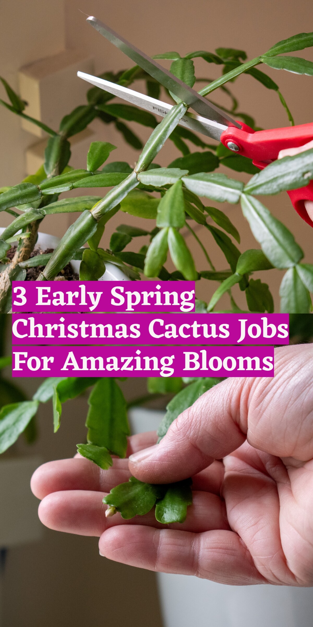 3 Early Spring Christmas Cactus Jobs for Amazing Blooms