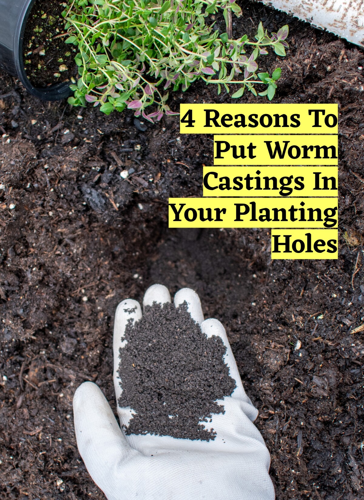 4 Reasons To Add Worm Castings To Your Planting Holes