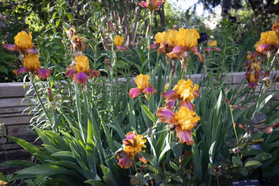 Essential Iris Spring Care to Get Magnificent Blooms This Year