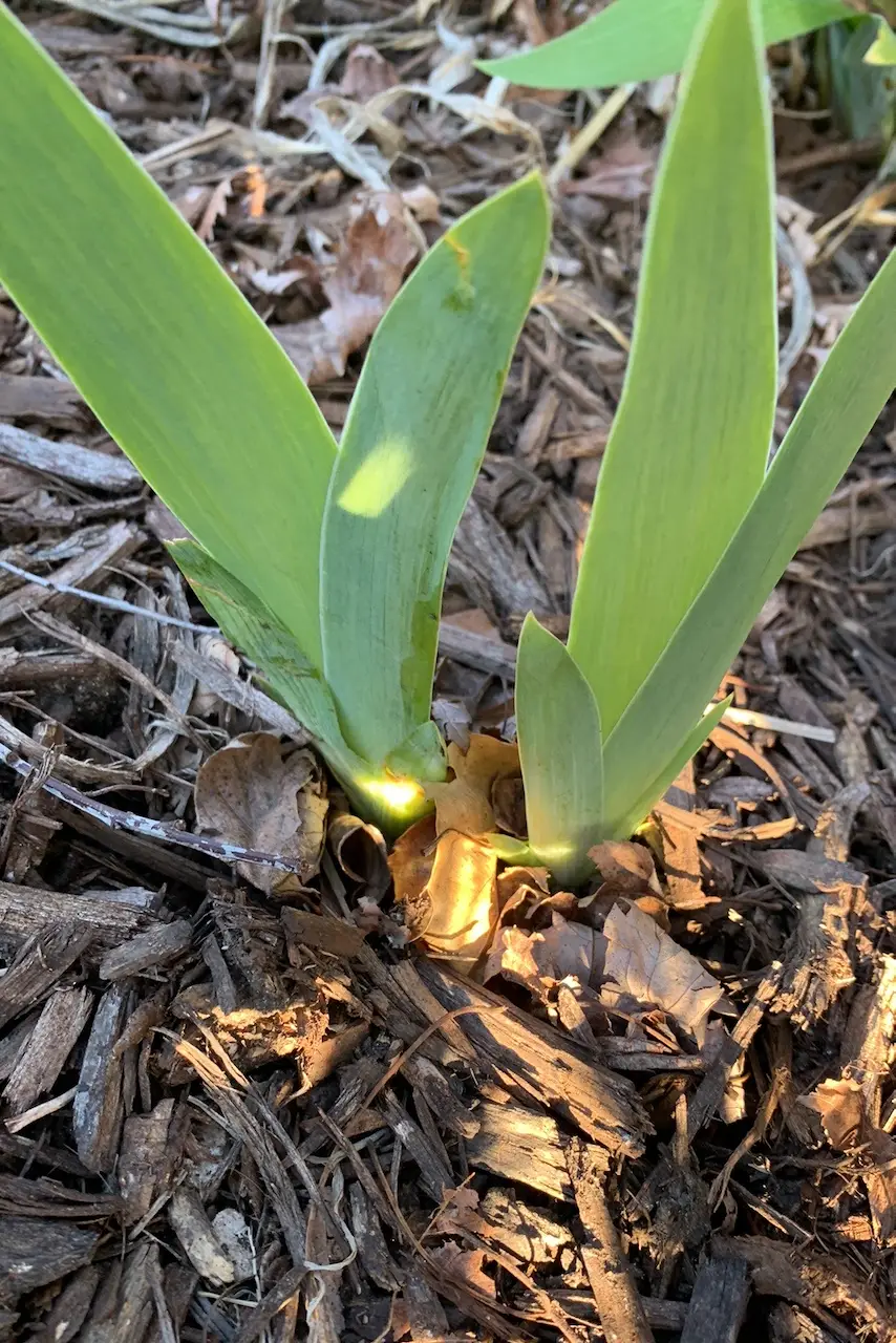 Essential Iris Spring Care to Get Magnificent Blooms This Year