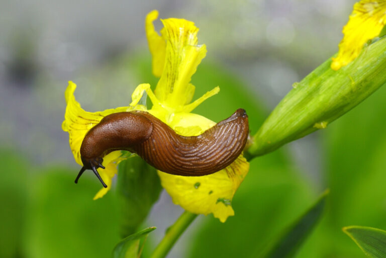 Essential Iris Spring Care to Get Magnificent Blooms This Year