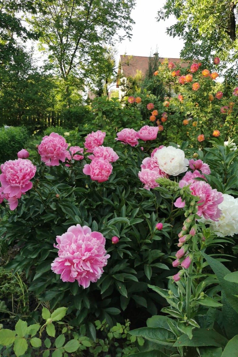 4 Spring Jobs for Thriving Peony Blooms