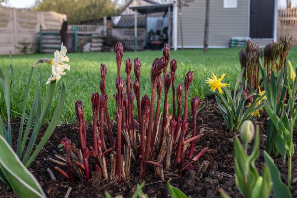 4 Spring Jobs for Thriving Peony Blooms