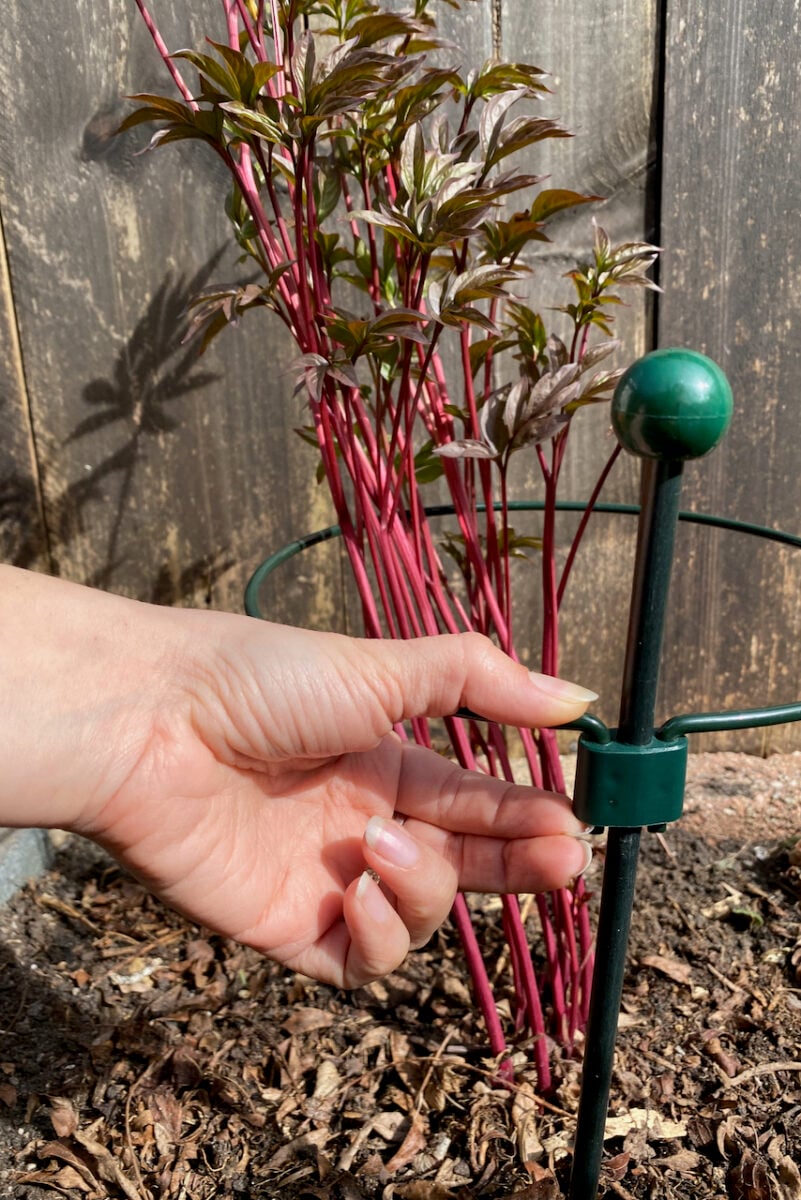4 Spring Jobs for Thriving Peony Blooms