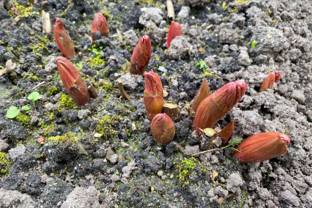 4 Spring Jobs for Thriving Peony Blooms