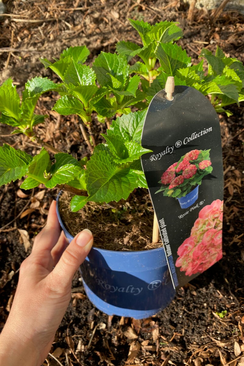 How To Plant Hydrangeas The Right Way (& The "Magic Dust" That Makes A World Of Difference)