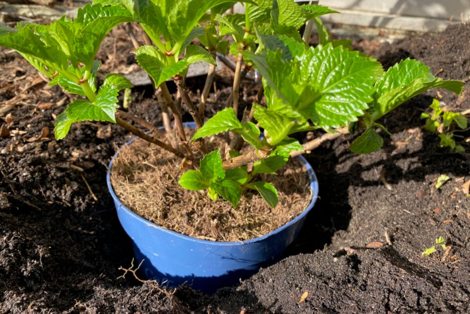 How To Plant Hydrangeas The Right Way (& The "Magic Dust" That Makes A ...