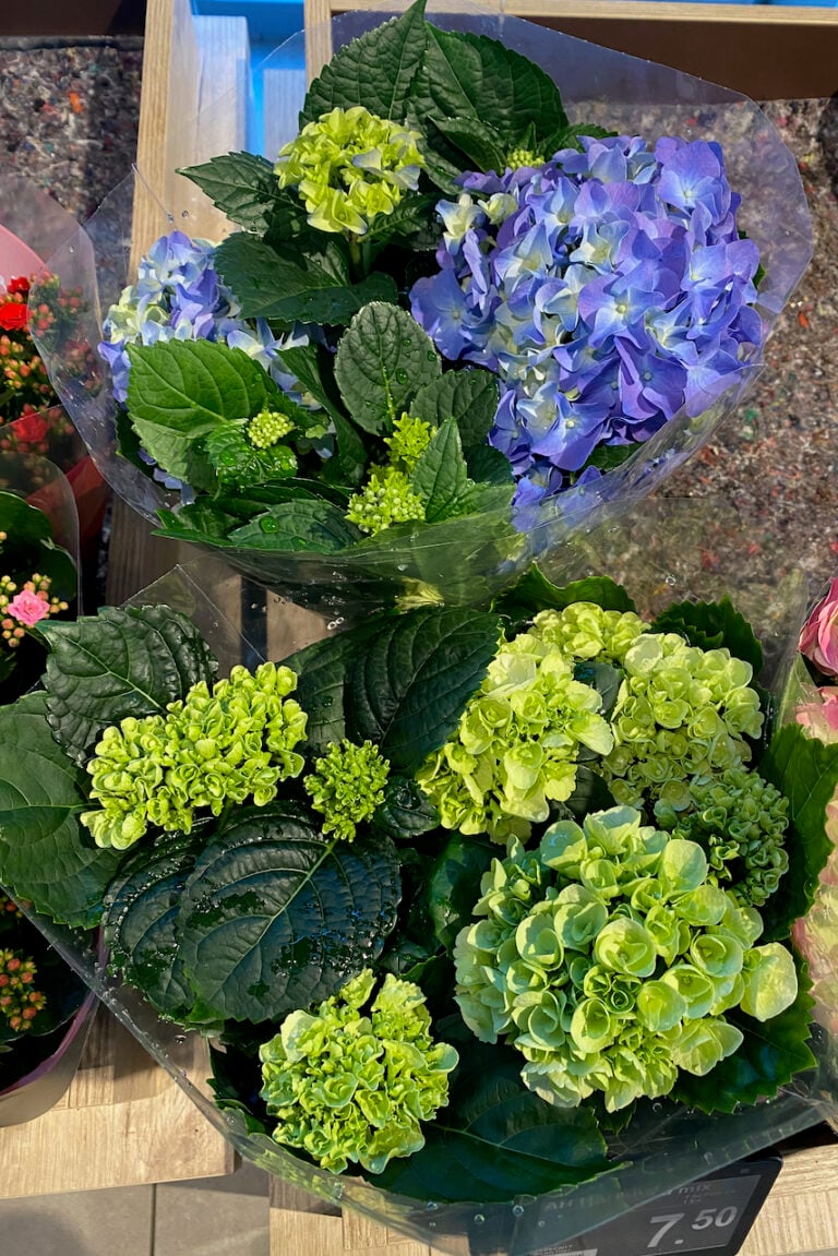 How To Plant Hydrangeas The Right Way (& The "Magic Dust" That Makes A ...
