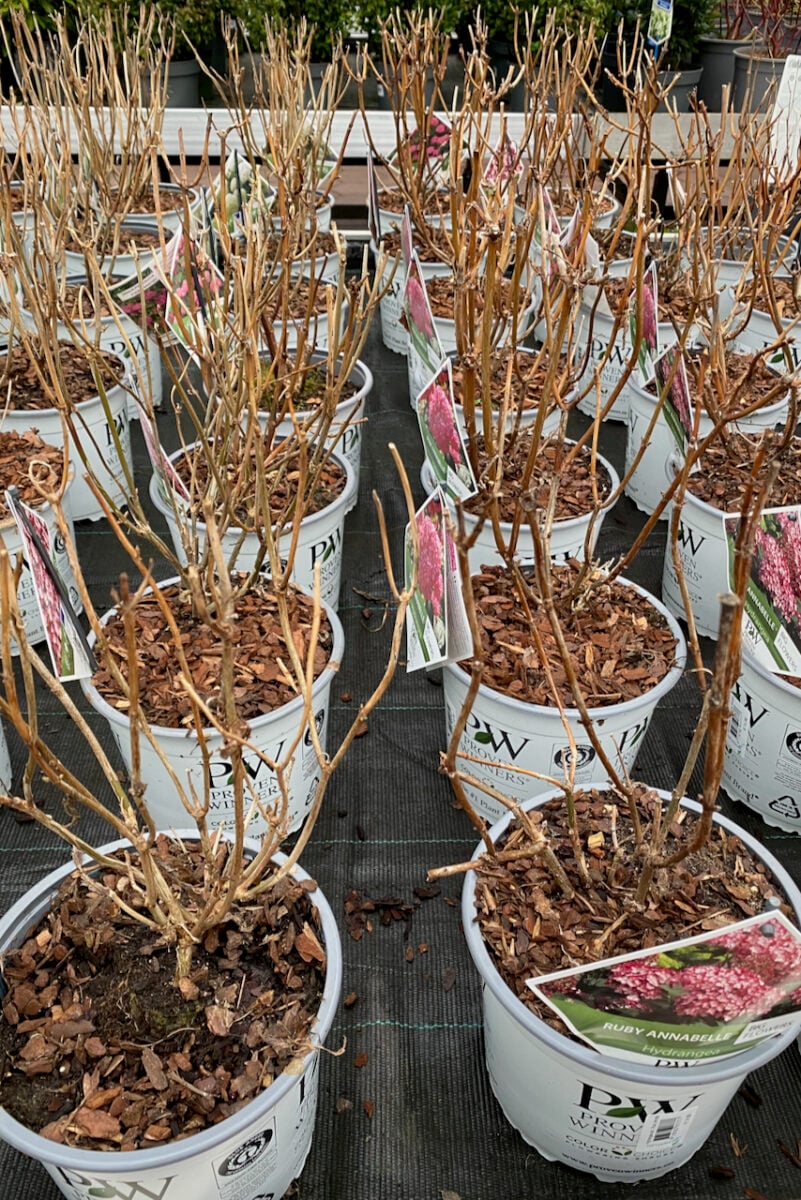 How To Plant Hydrangeas The Right Way (& The "Magic Dust" That Makes A ...