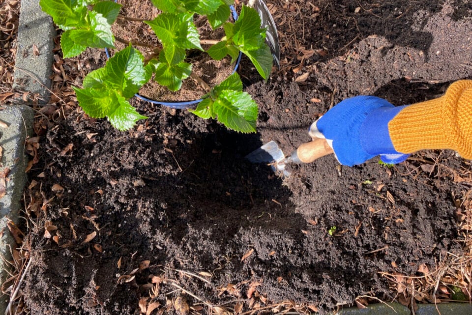 How To Plant Hydrangeas The Right Way (& The "Magic Dust" That Makes A ...