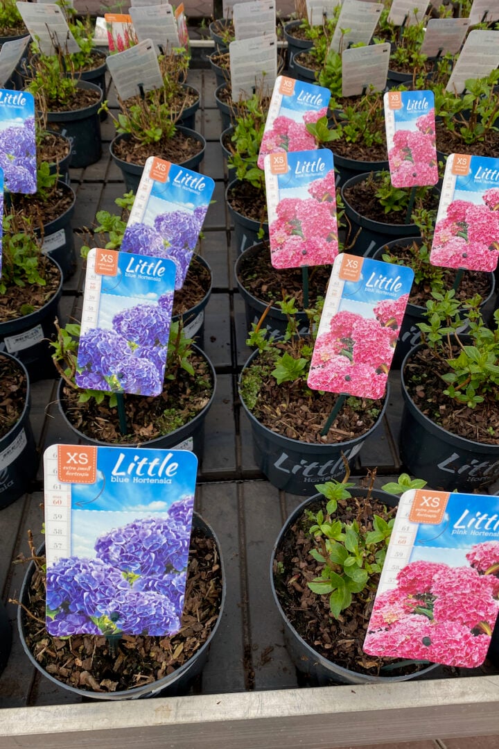 How To Plant Hydrangeas The Right Way (& The "Magic Dust" That Makes A ...