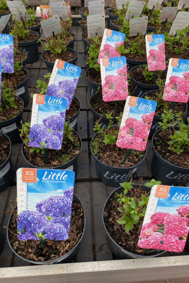 How To Plant Hydrangeas The Right Way (& The "Magic Dust" That Makes A ...
