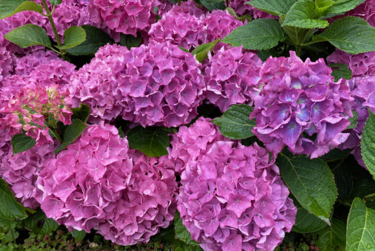 How To Plant Hydrangeas The Right Way (& The "Magic Dust" That Makes A ...