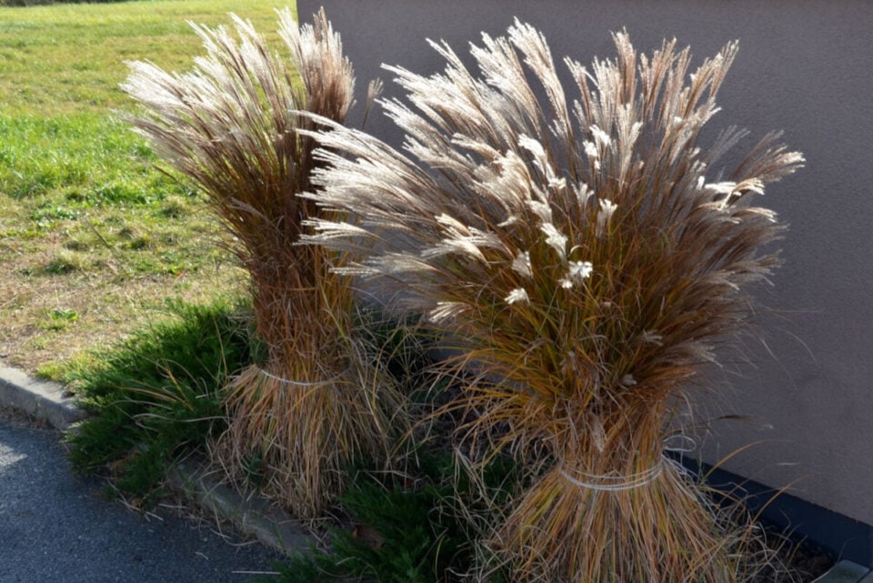 My Easy Trick To Prune Ornamental Grasses (But Should You Even Bother?)