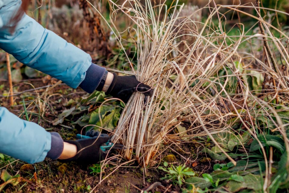 My Easy Trick To Prune Ornamental Grasses (But Should You Even Bother?)