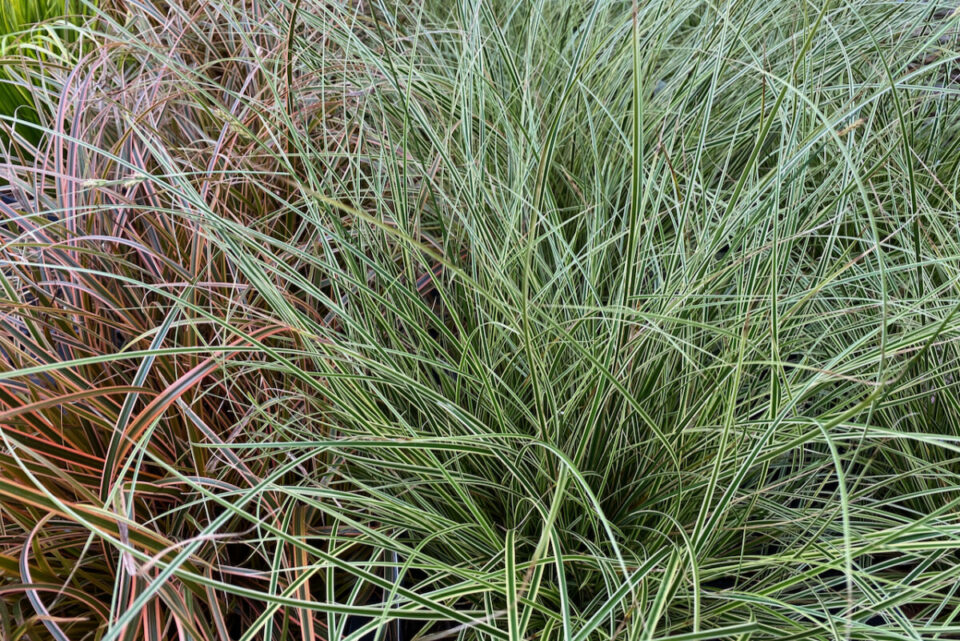 My Easy Trick To Prune Ornamental Grasses (But Should You Even Bother?)