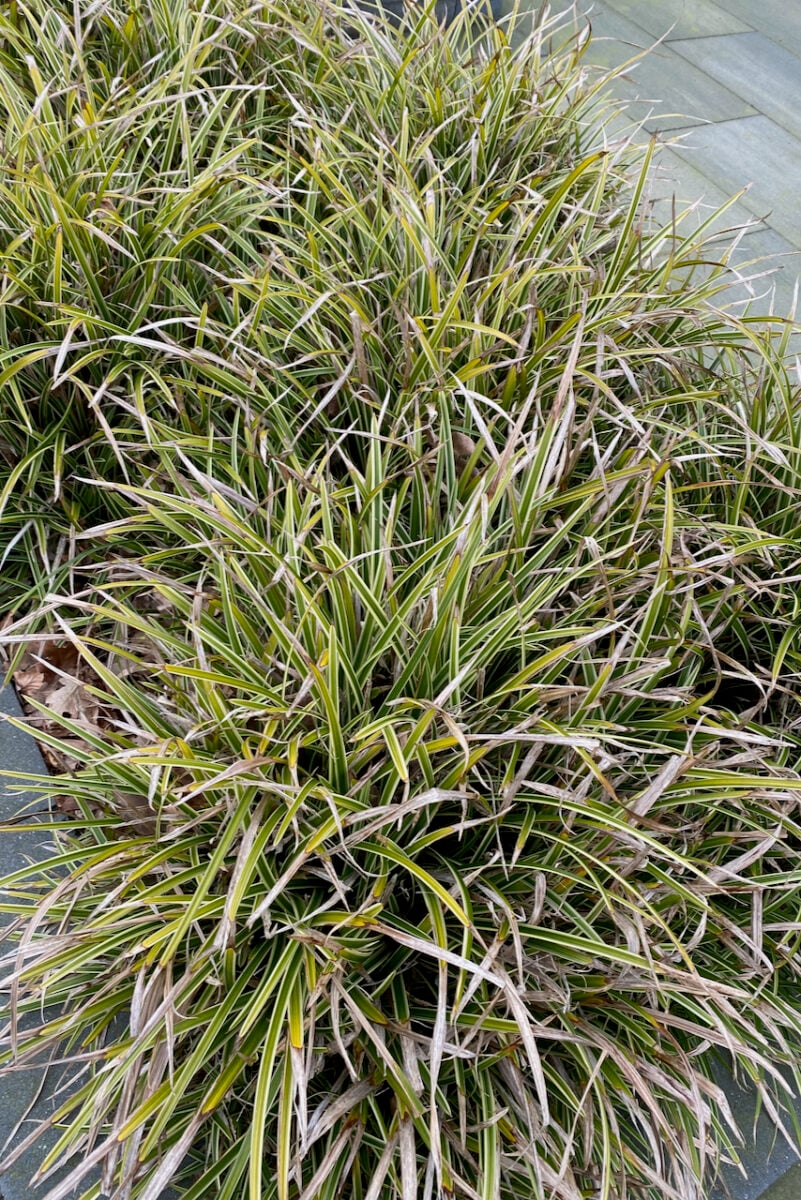 My Easy Trick To Prune Ornamental Grasses (But Should You Even Bother?)